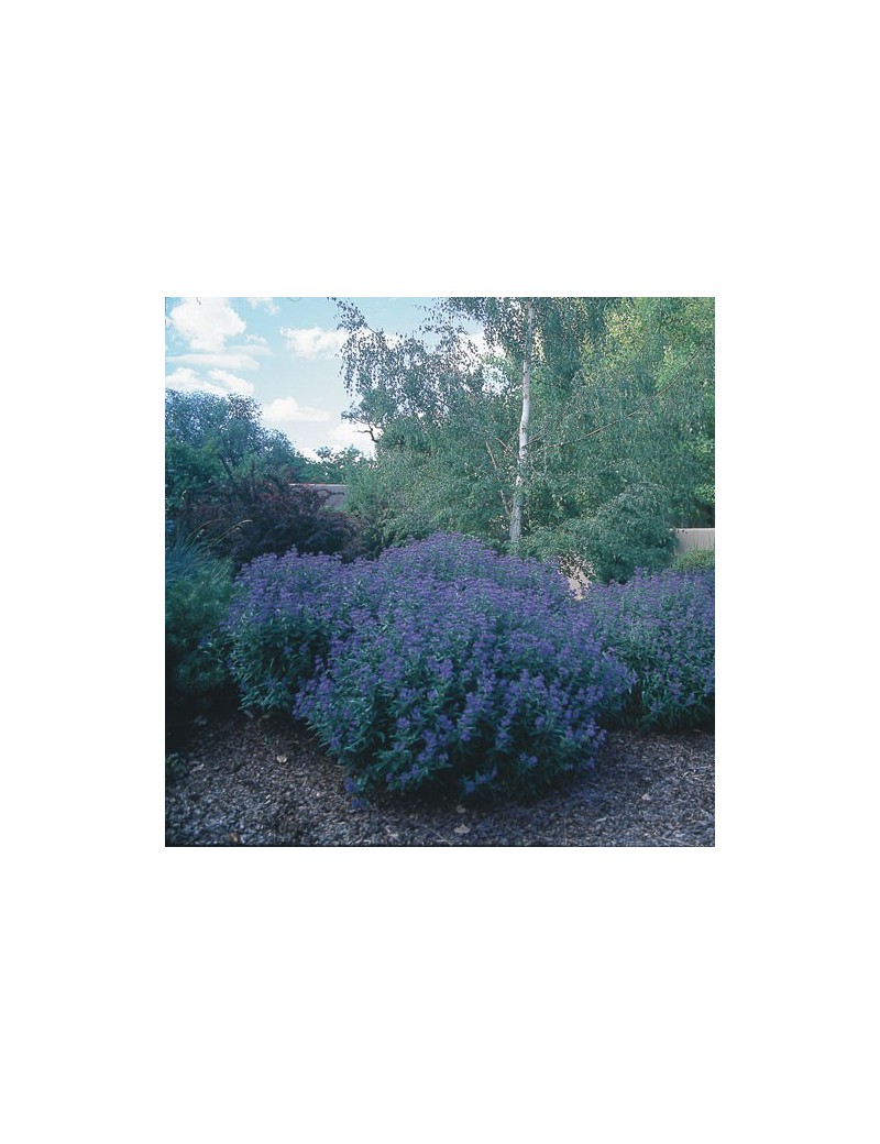 Barbula klandońska 'Dark Knight'-caryopteris clandonensis dark knight