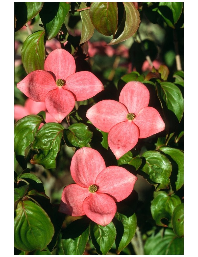 Dereń kousa 'Heart Throb ",cornus kousa