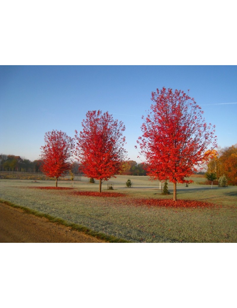 Klon Freemana odm. Celzam ,Acer freemanii 'Celzam'