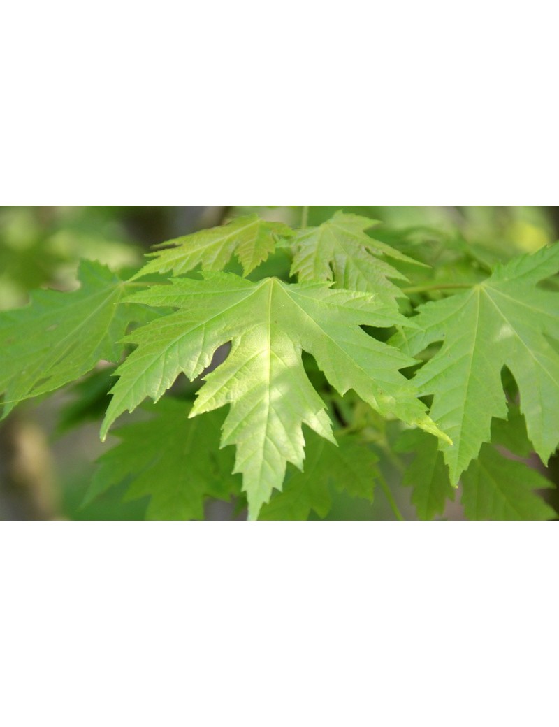 Klon Freemana odm. Celzam ,Acer freemanii 'Celzam'