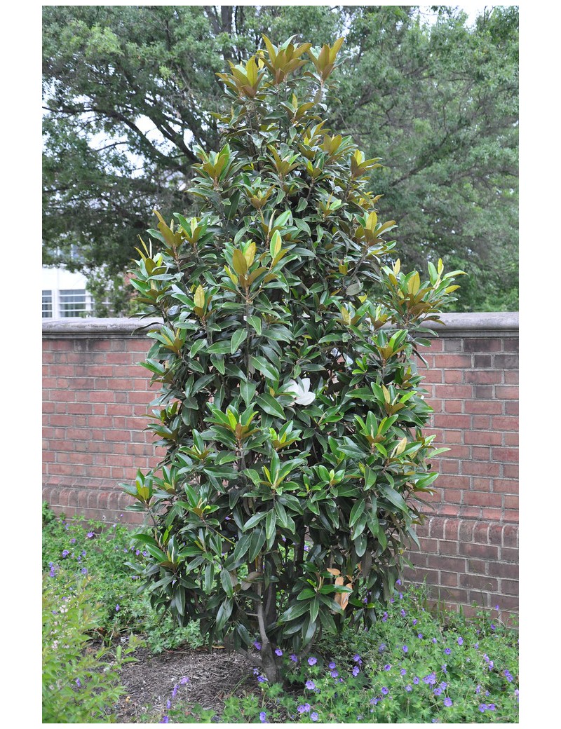 Magnolia grandiflora ALTA Tmgh PBR - magnolia wielkokwiatowa
