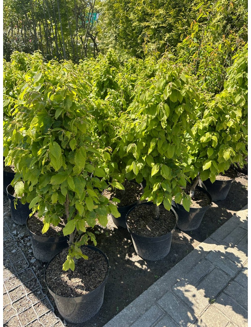 grab pospolity 'Nana Compacta', Carpinus betulus 'Nana Compacta'