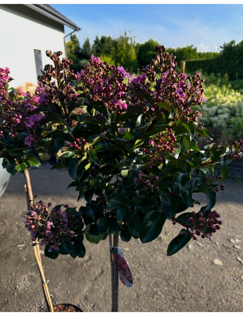 Lagerstroemia indica BERRY DAZZLE® 'Gamad VI' na sztamie 80 cm, Bez ...