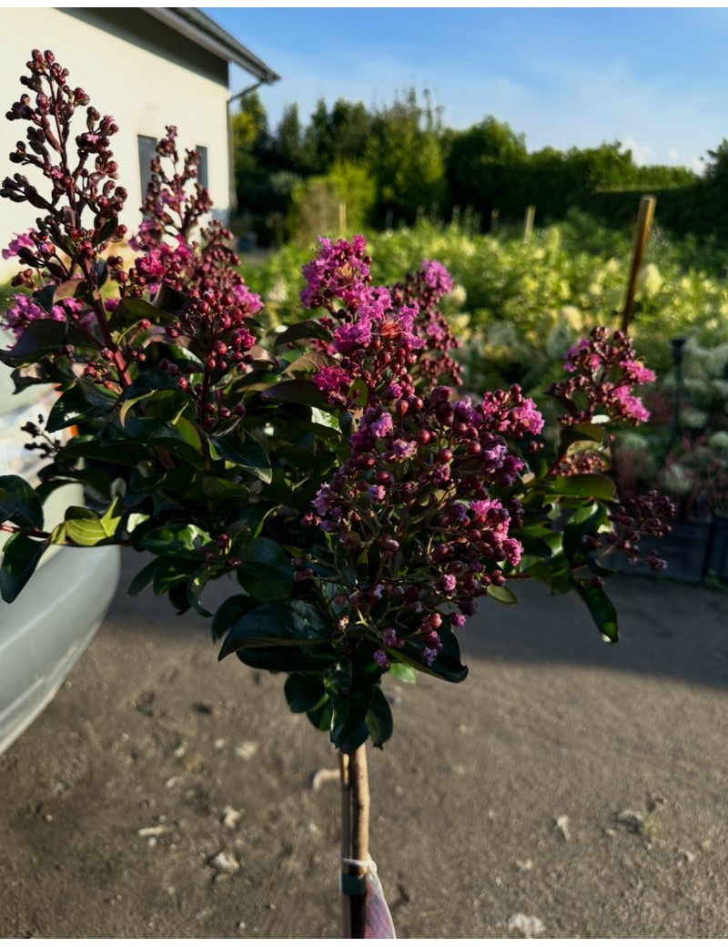Lagerstroemia indica BERRY DAZZLE® 'Gamad VI' na sztamie 80 cm, Bez ...
