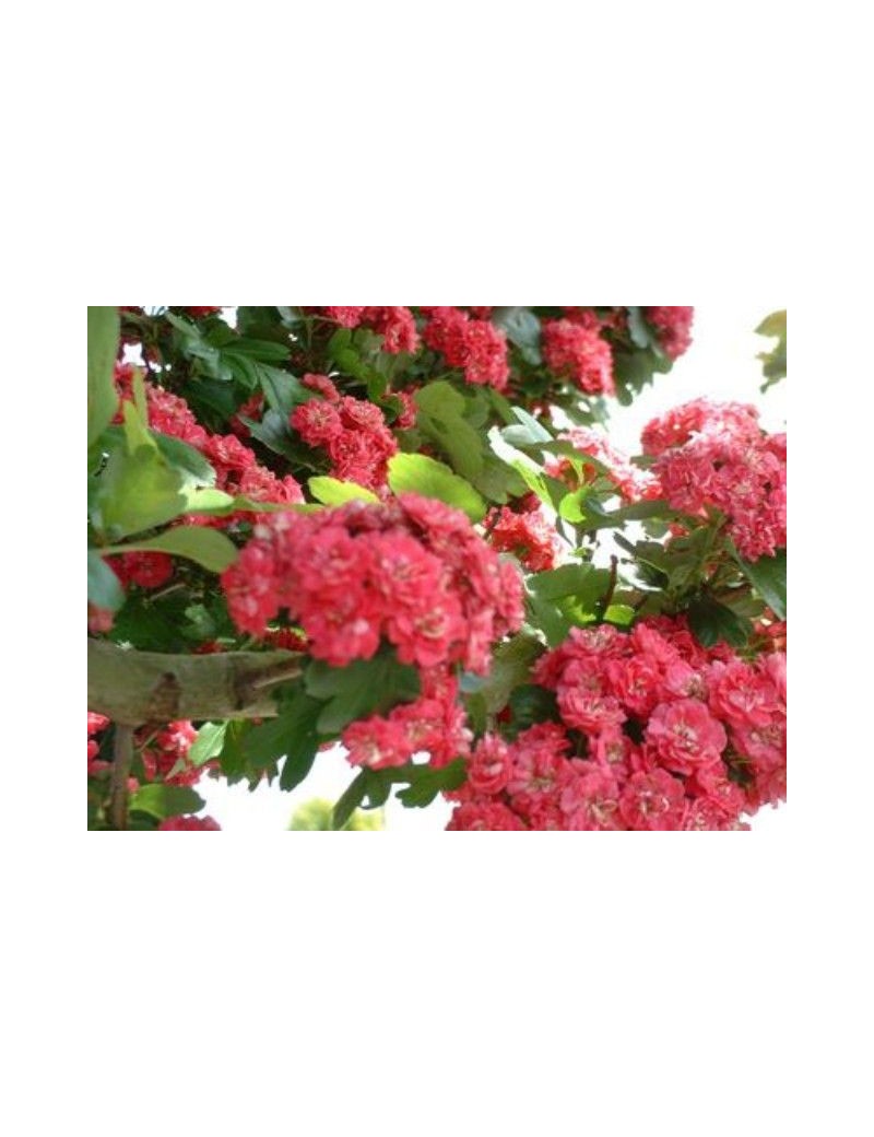 Głóg pośredni 'Paul's Scarlet'-Crataegus media x Paul's Scarlet