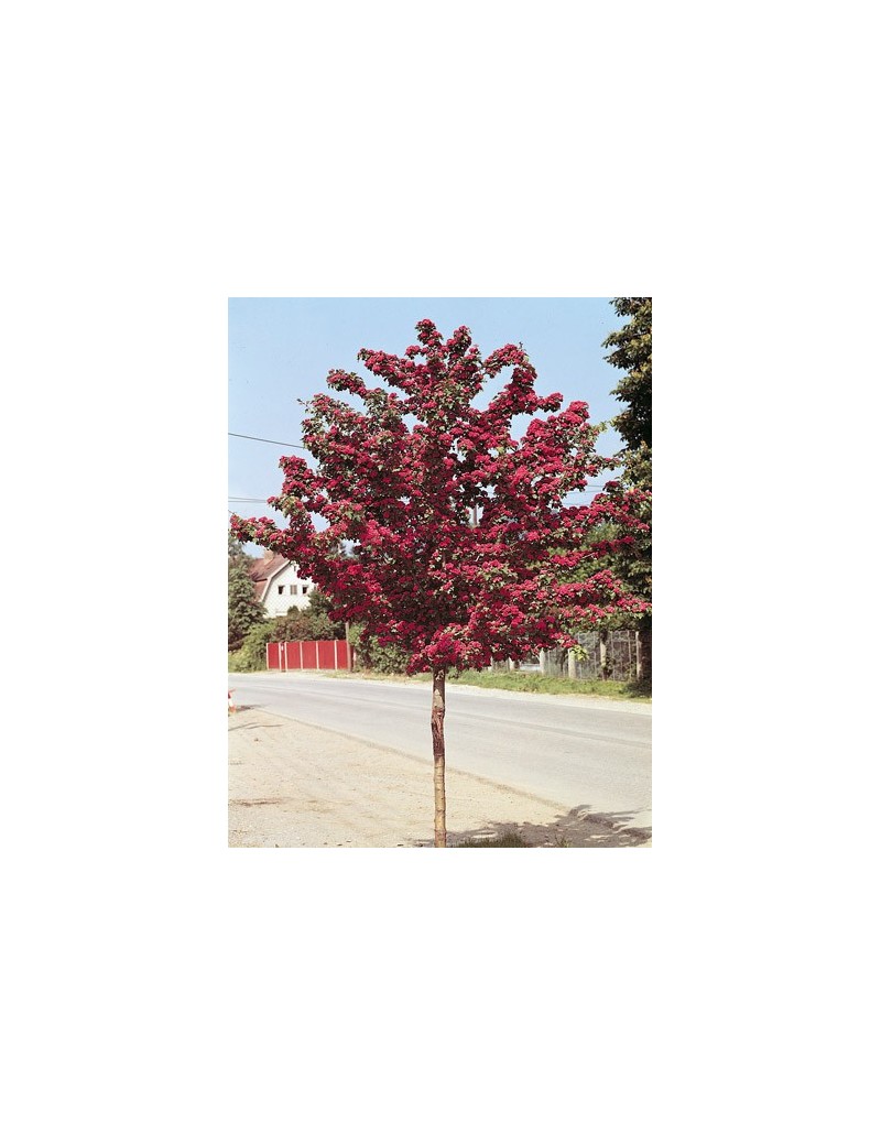 Głóg pośredni 'Paul's Scarlet'-Crataegus media x Paul's Scarlet